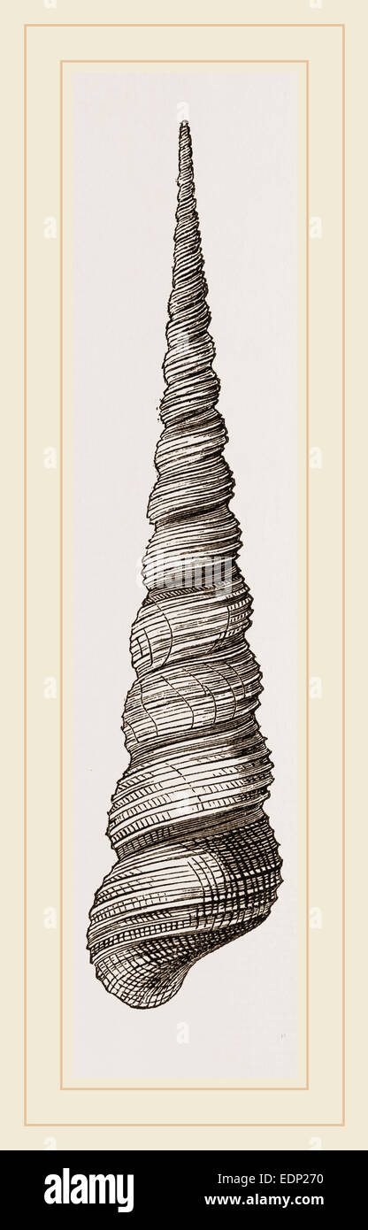 Awl shaped Turritella Stock Photo - Alamy
