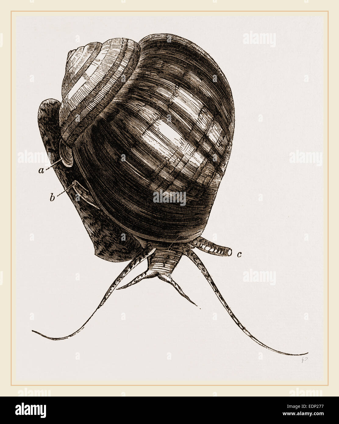 Doubtful ampullaria hi-res stock photography and images - Alamy