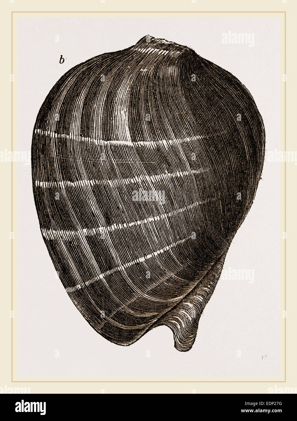 Cymba hi-res stock photography and images - Alamy