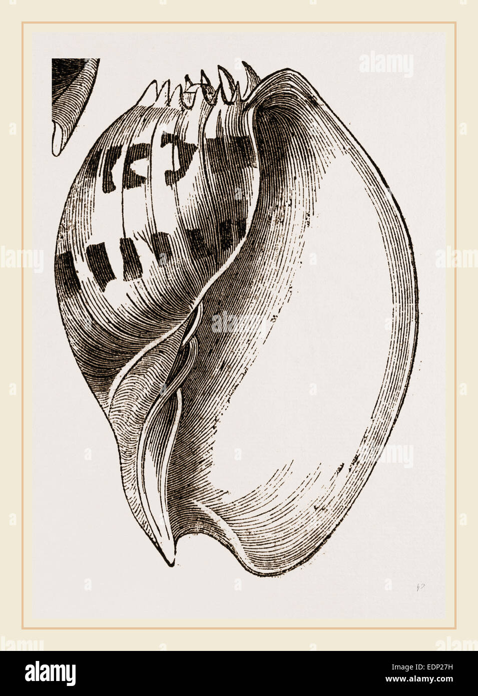 Shell of Melo Stock Photo - Alamy