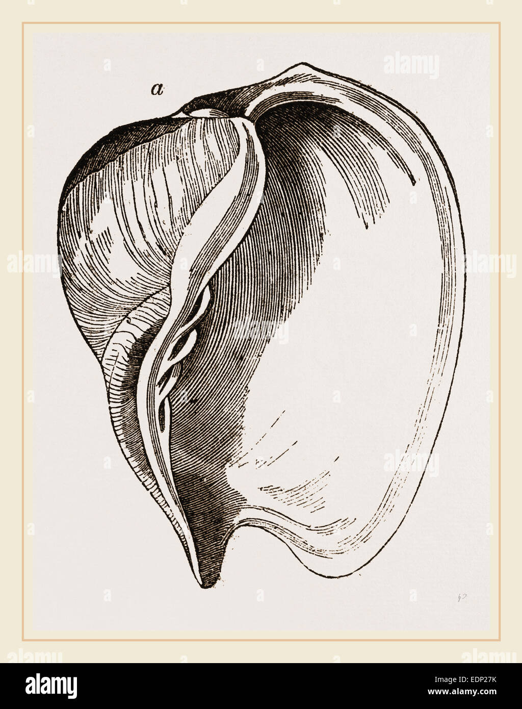 Neptunes cymba hi-res stock photography and images - Alamy