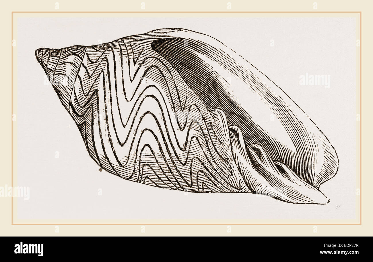 Shell of Undulated Volute Stock Photo - Alamy