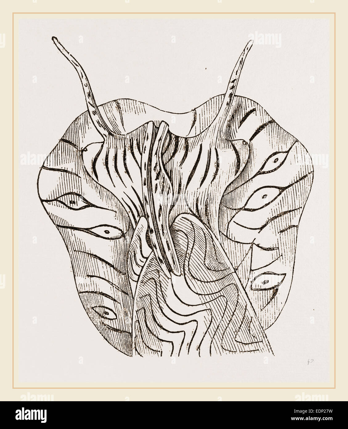 Undulated Volute Anterior Part Stock Photo - Alamy