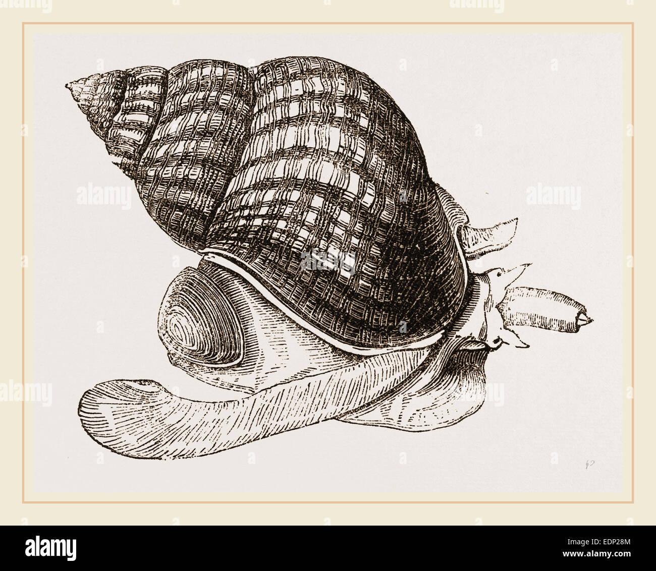 Waved whelk hi-res stock photography and images - Alamy