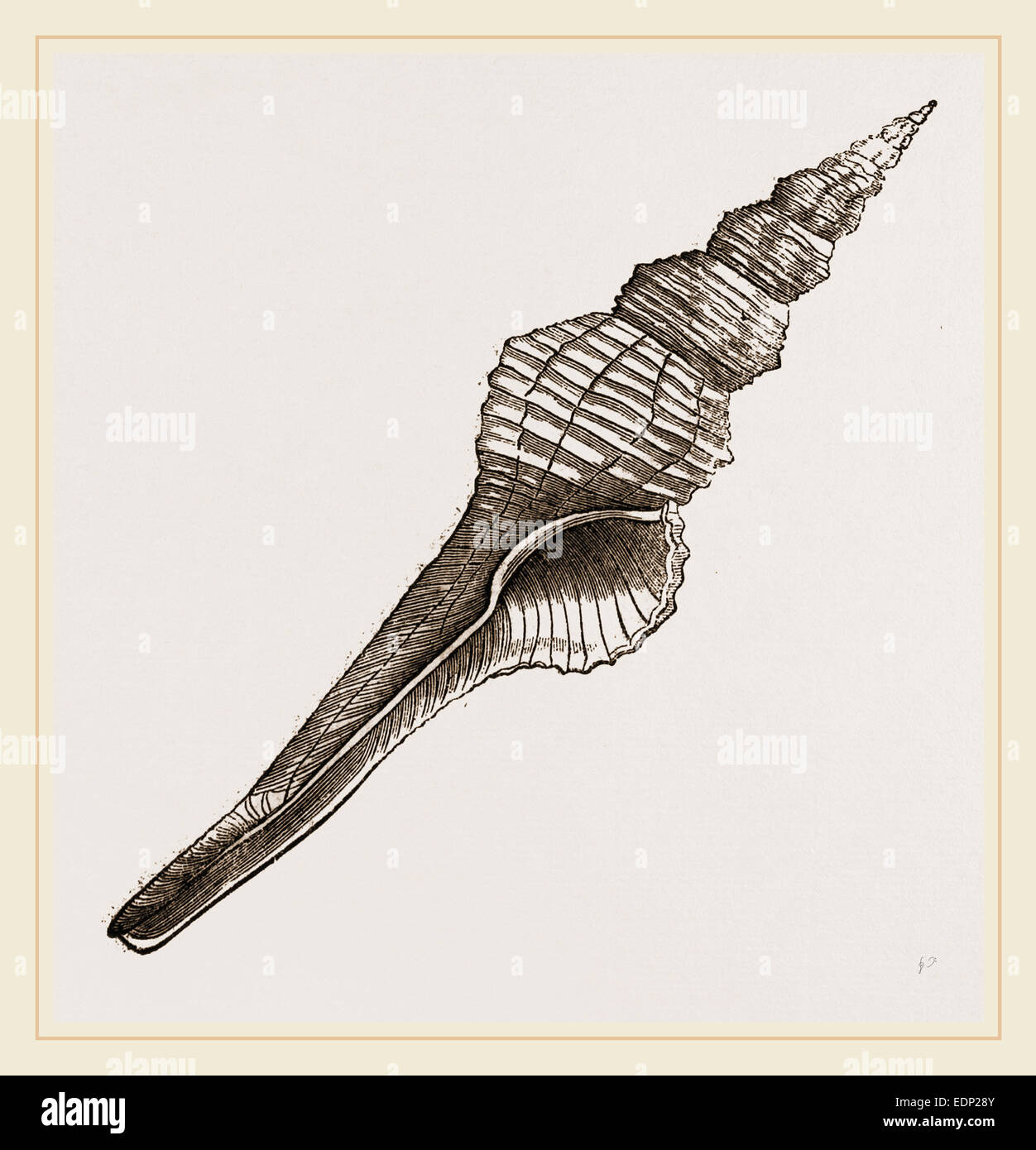 Fusus hi-res stock photography and images - Alamy