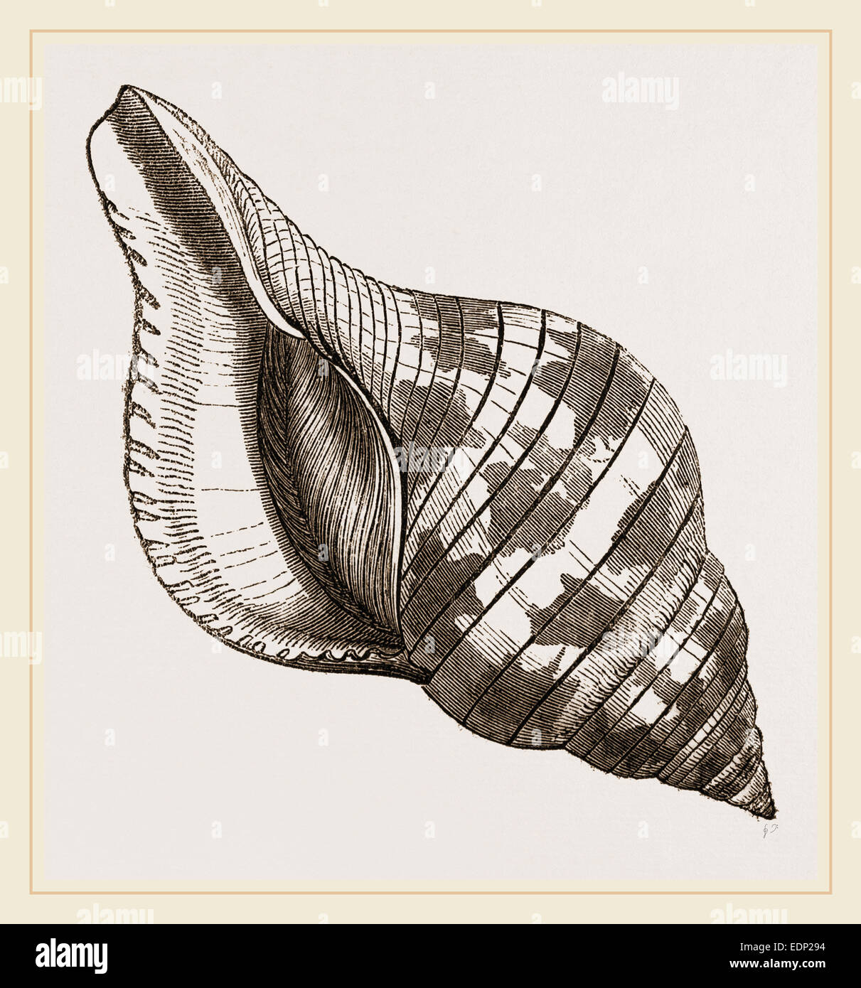 Tulip fasciolaria hi-res stock photography and images - Alamy