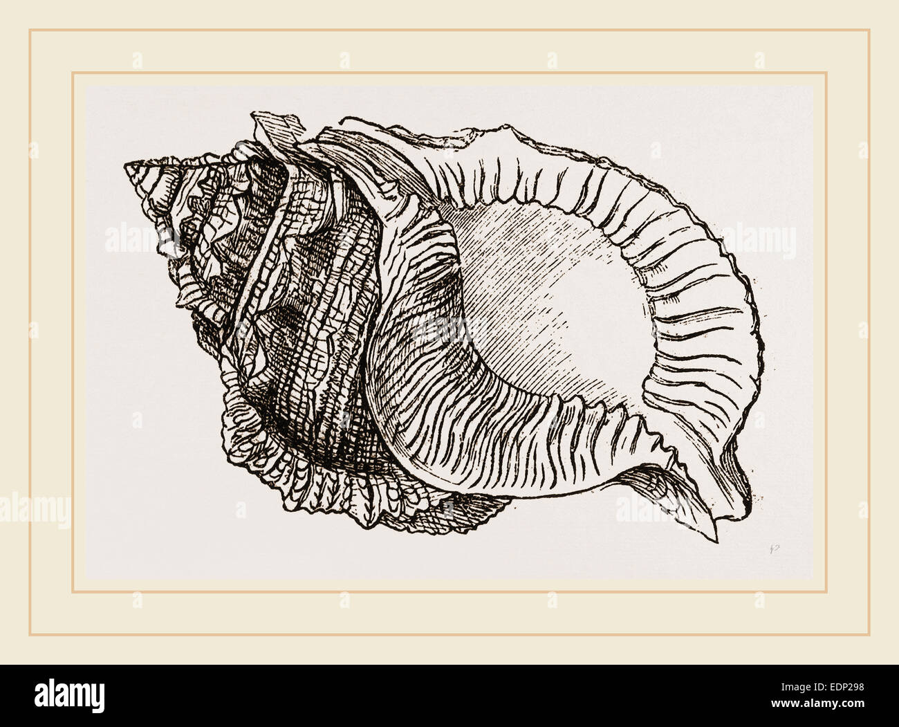 Foliated ranella hi-res stock photography and images - Alamy