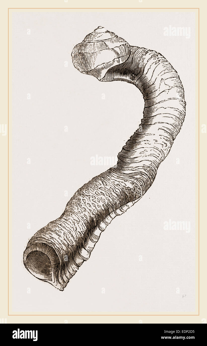 Magilus hi-res stock photography and images - Alamy