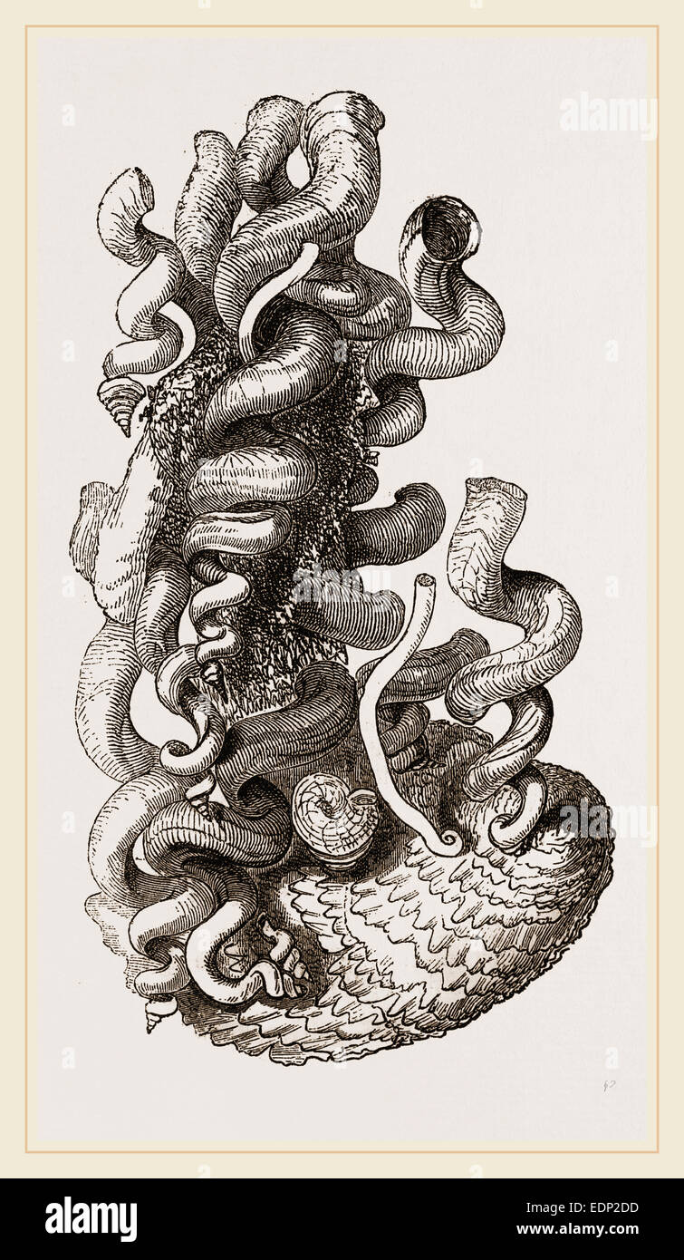 Group of Vermeti Stock Photo - Alamy