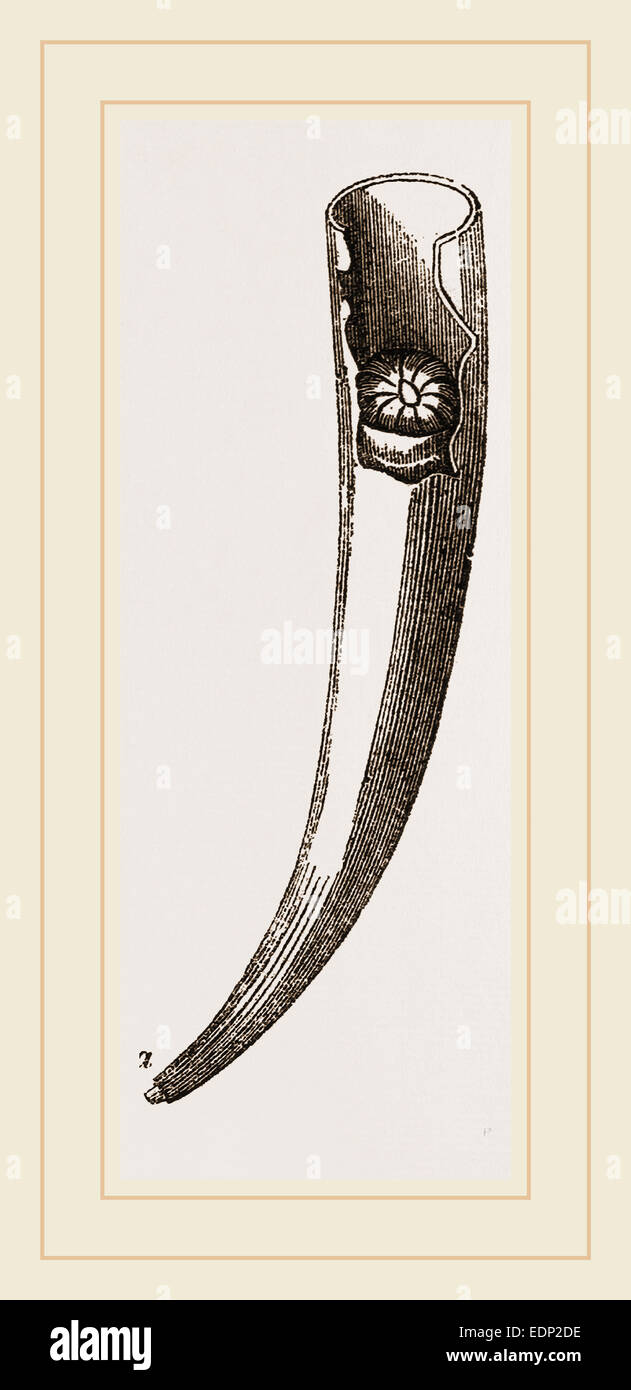 Dentalium hi-res stock photography and images - Alamy