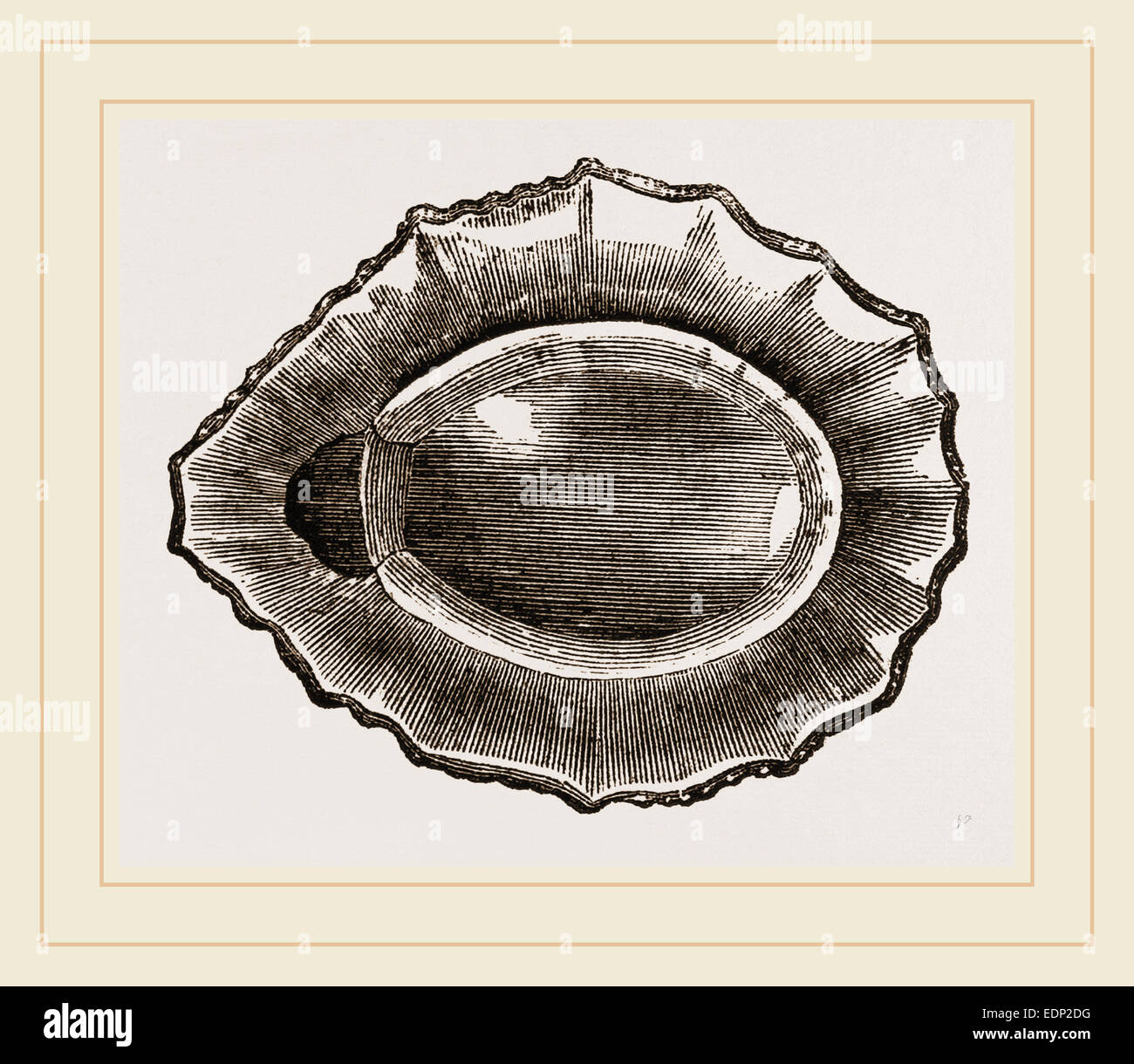 Spoon shaped limpet hi-res stock photography and images - Alamy