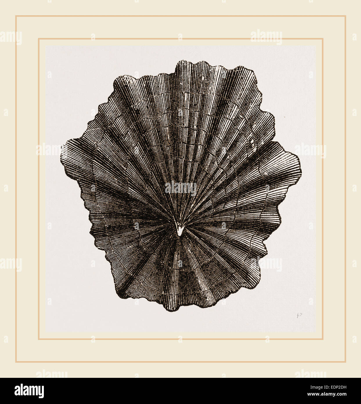 Scutellar limpet hi-res stock photography and images - Alamy