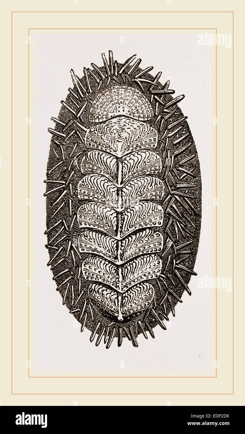 Chiton hi-res stock photography and images - Alamy