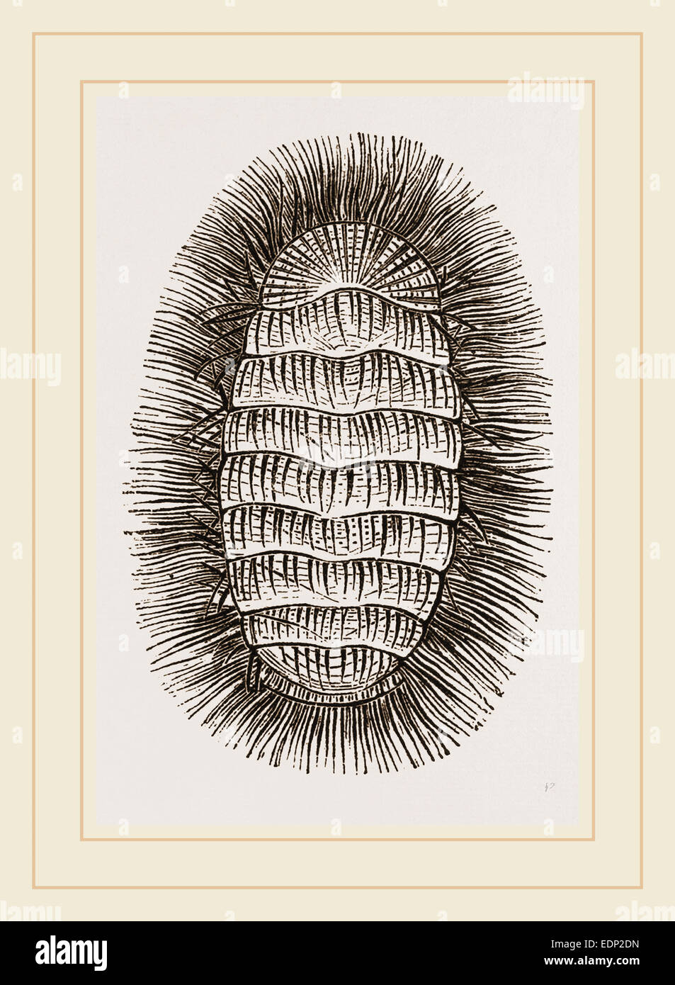 Chiton hi-res stock photography and images - Alamy