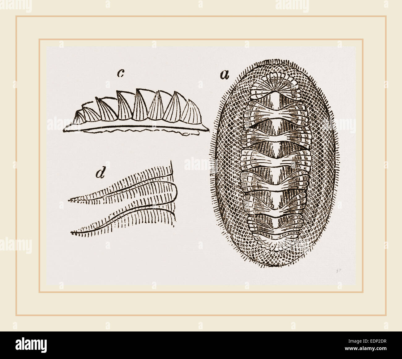 Animal of Chiton squamosus Stock Photo - Alamy
