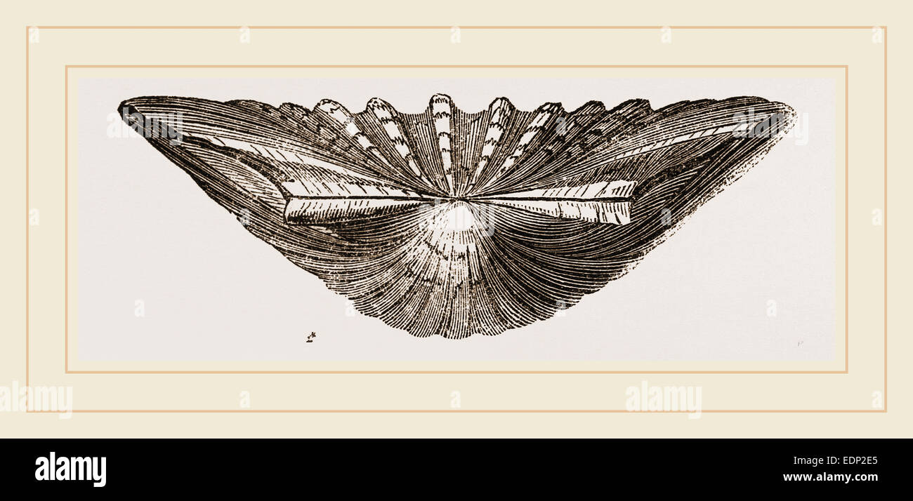 St. James Cockle Stock Photo - Alamy