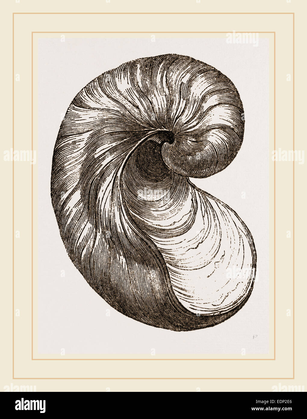 Gryphaea hi-res stock photography and images - Alamy