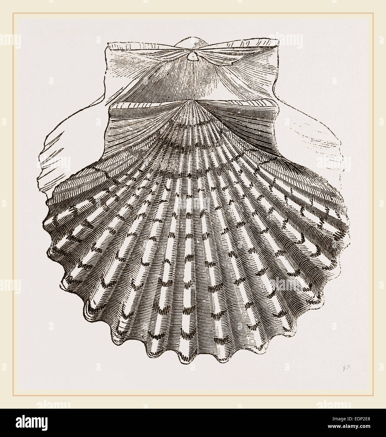 St. James Cockle Stock Photo - Alamy