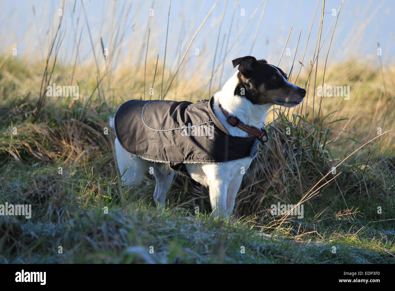 A Jack Russell models his new winter coat on a frosty morning Stock ...