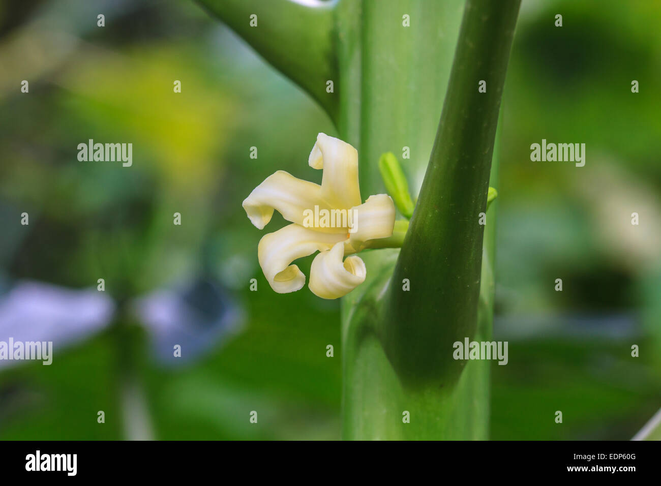 flower of papaya tree, papaya tree with flowers Stock Photo - Alamy