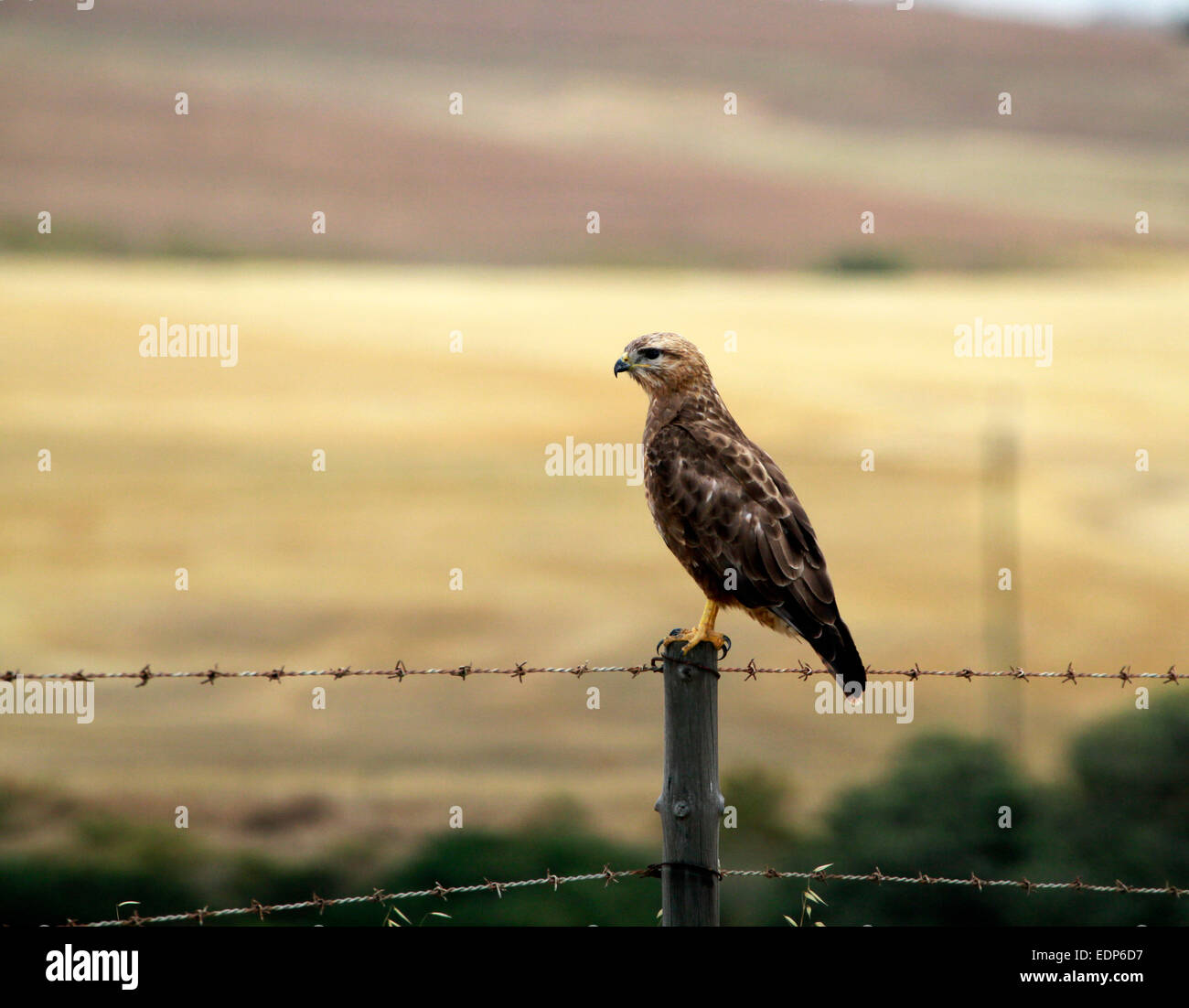 Steppe buzzard (Buteo vulpinus) perched on a fence post in the ...