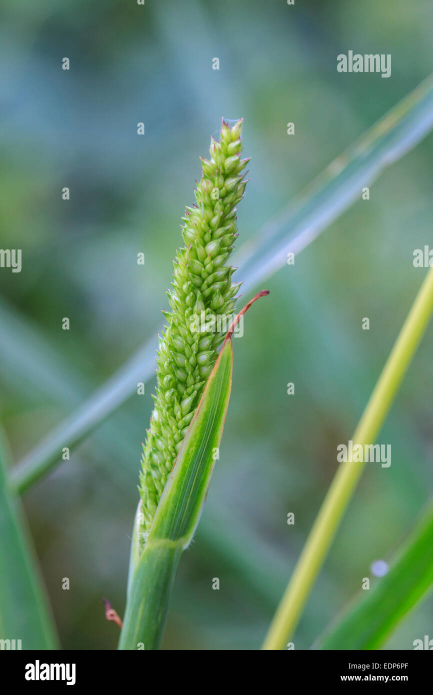 Reeds grass hi-res stock photography and images - Alamy