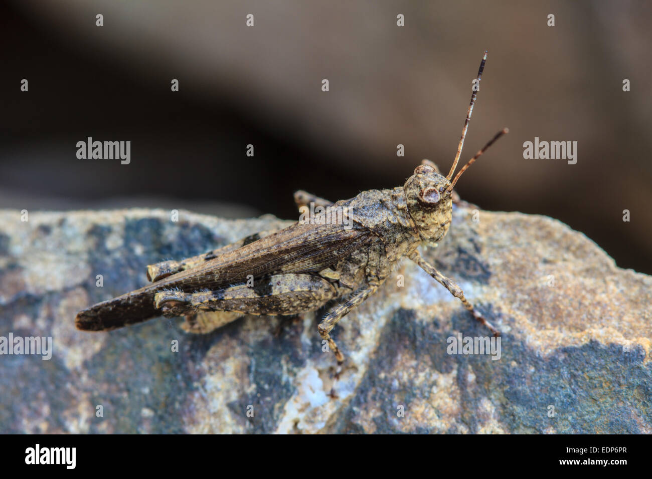 Stone grasshopper hi-res stock photography and images - Alamy