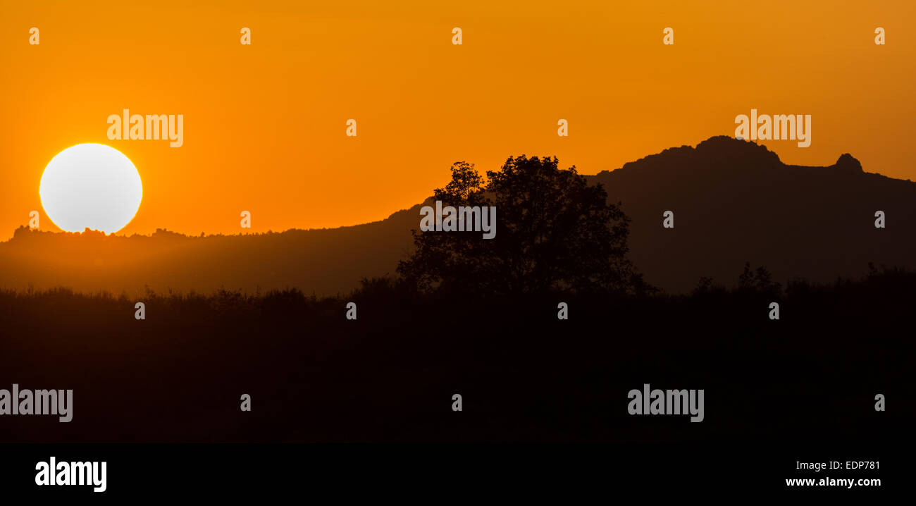 Tree profile hi-res stock photography and images - Alamy