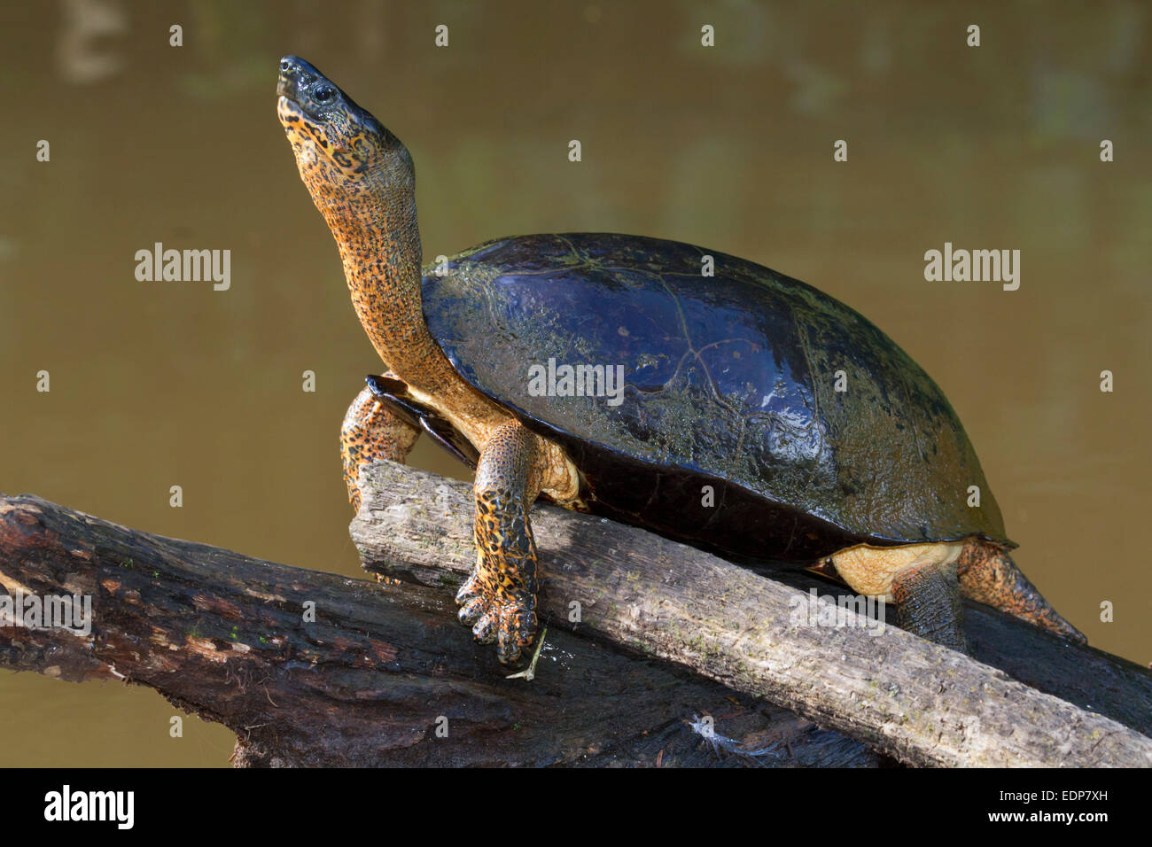 River turtle hi-res stock photography and images - Alamy