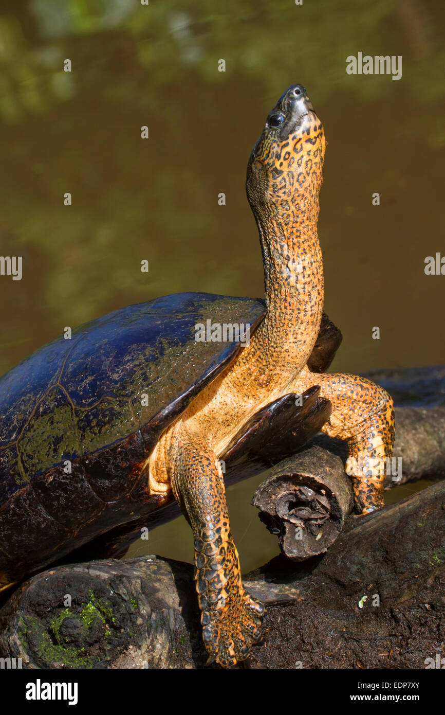 River turtle hi-res stock photography and images - Alamy
