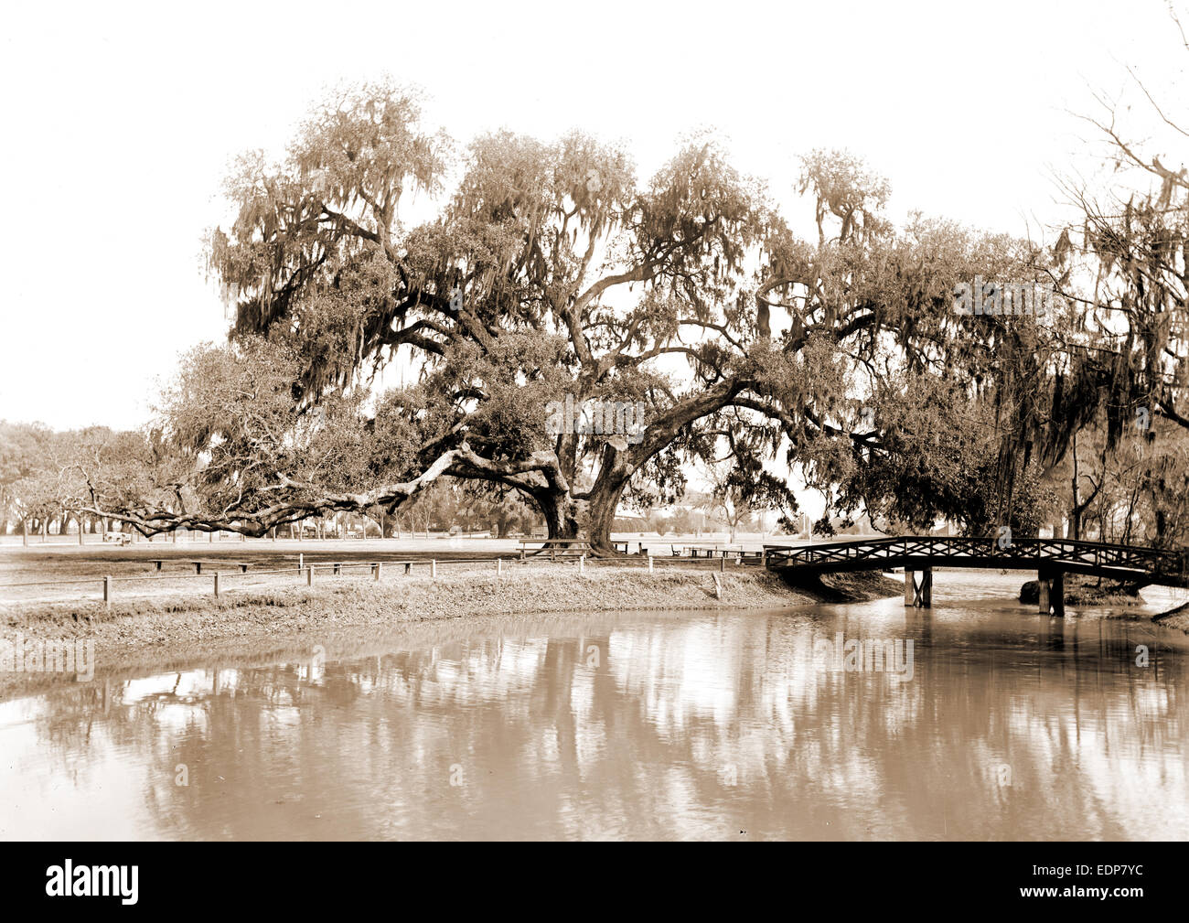 New orleans oak trees hi-res stock photography and images - Alamy