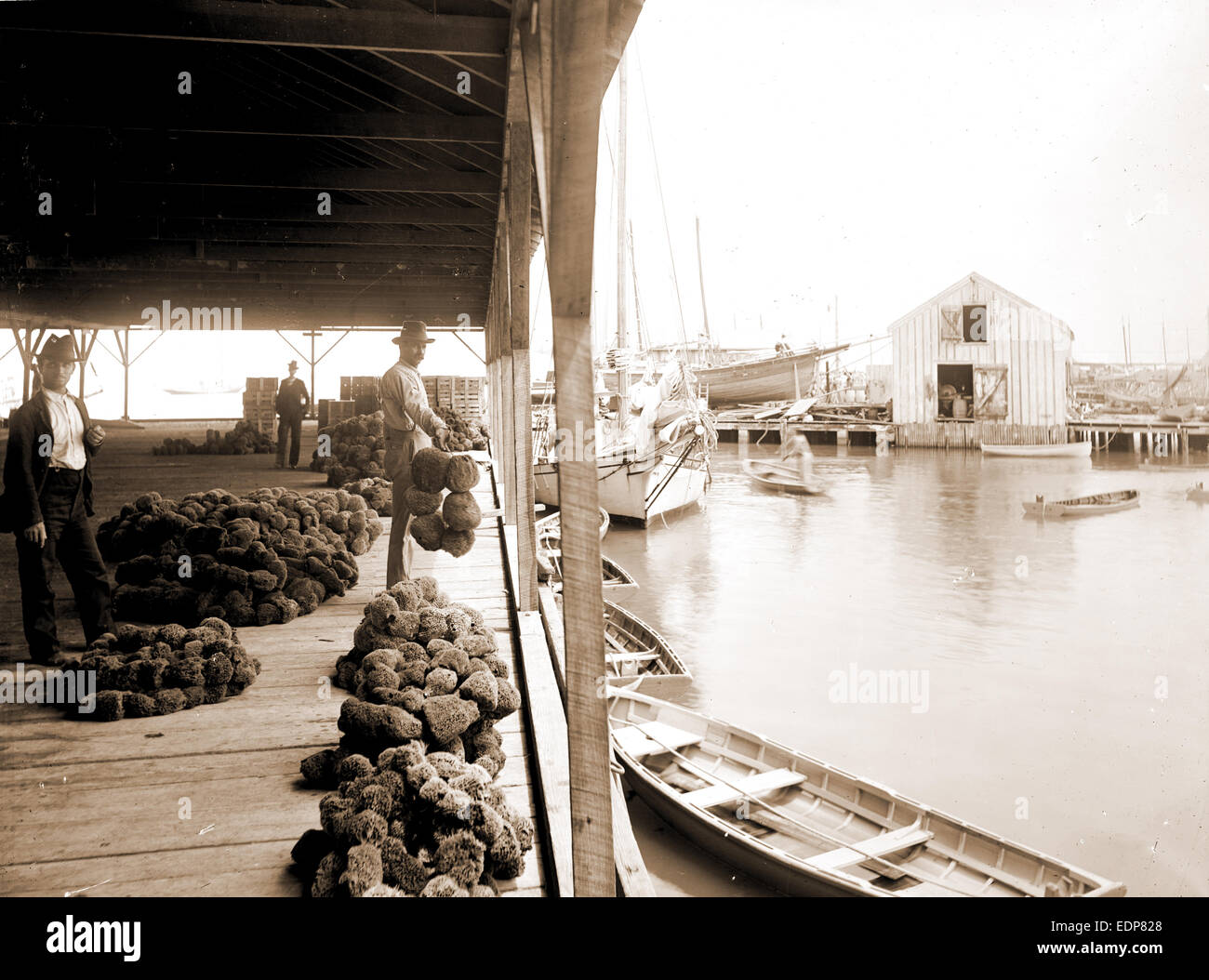 The sponge exchange hi-res stock photography and images - Alamy