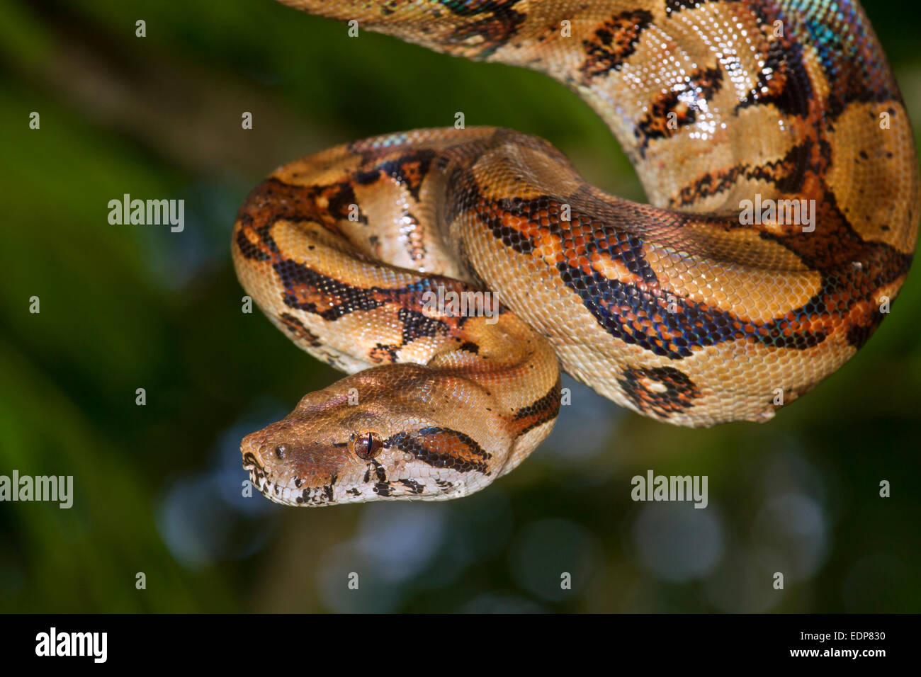 Emperor boa (Boa constrictor imperator) hanging in a tree, Tortuguero ...