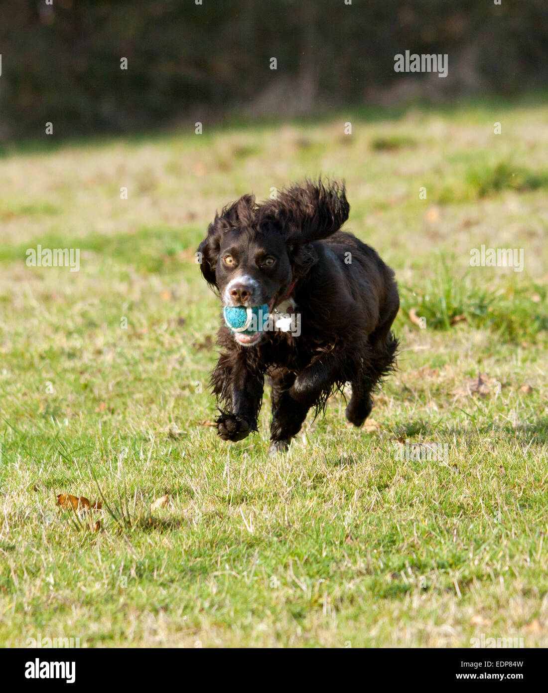 Working cocker spaniel playing Stock Photo - Alamy