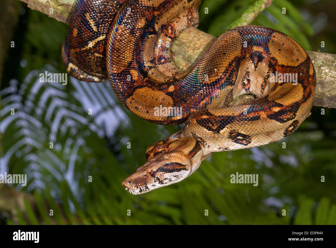 Emperor boa (Boa constrictor imperator) hanging in a tree, Tortuguero ...