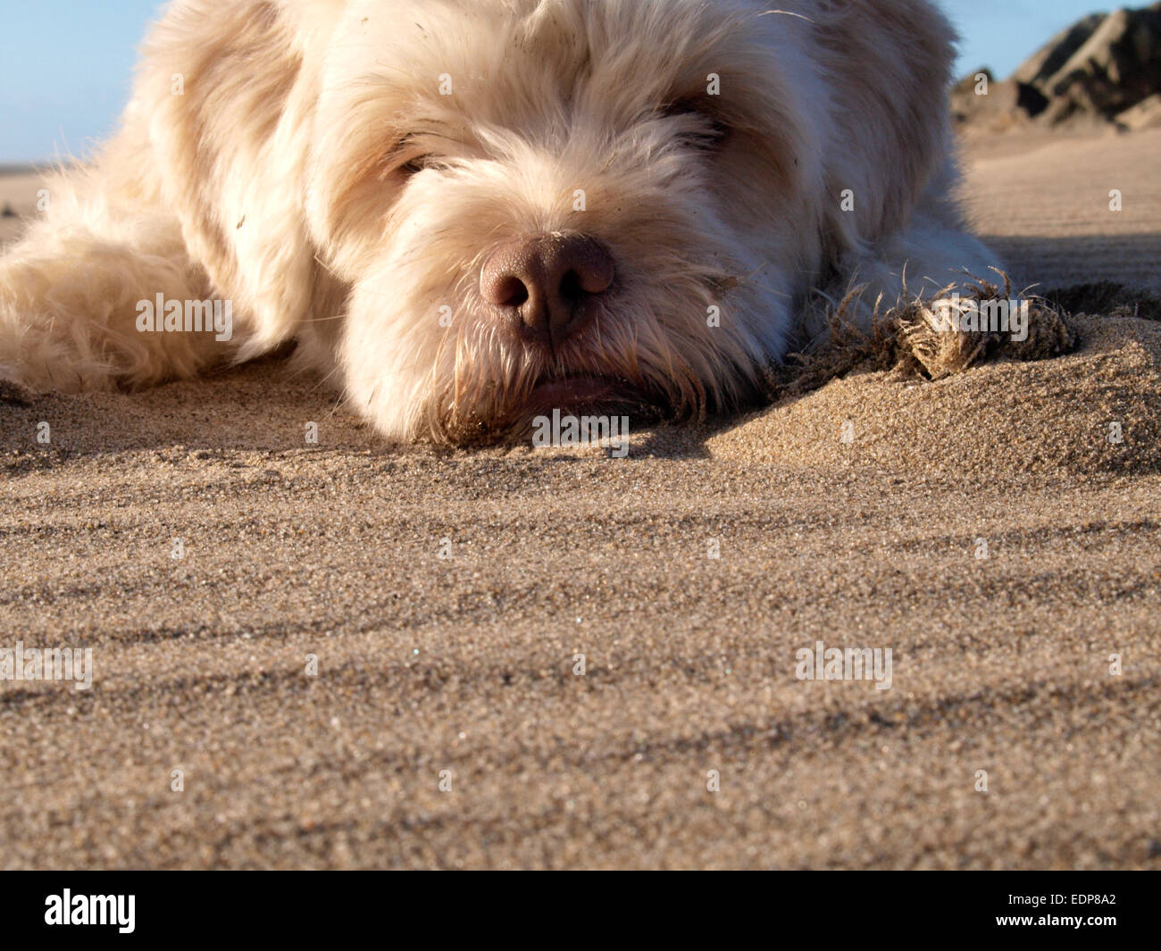 Small white Labradoodle dog on the beach ready to pounce Stock Photo ...