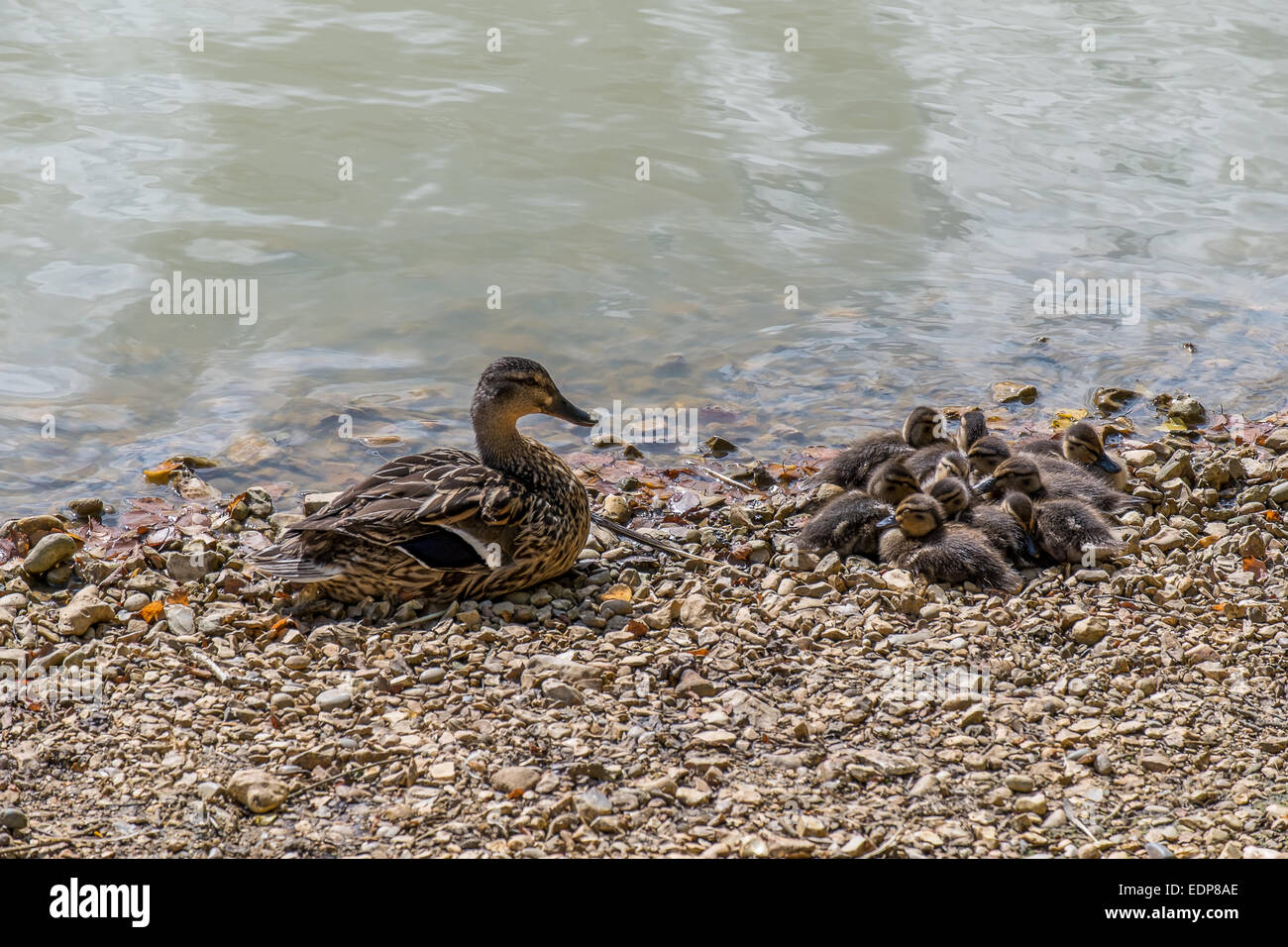 Cadnam new forest hi-res stock photography and images - Alamy