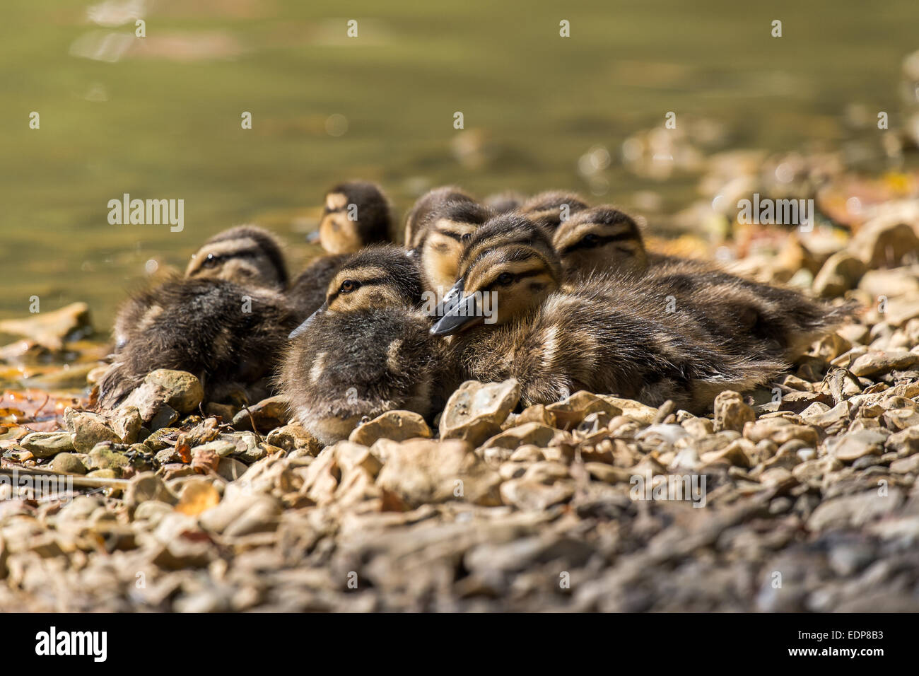 Duckings on Cadnam Pond in the New Forest Stock Photo - Alamy
