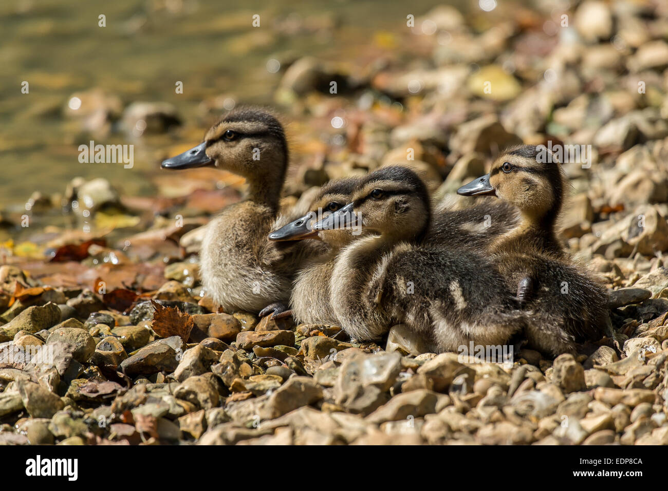 Duckings on Cadnam Pond in the New Forest Stock Photo - Alamy