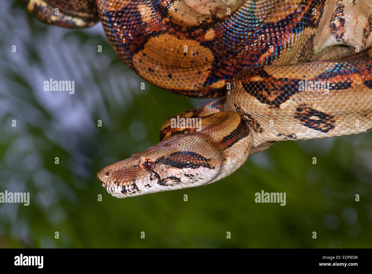 Boa constrictor hi-res stock photography and images - Alamy
