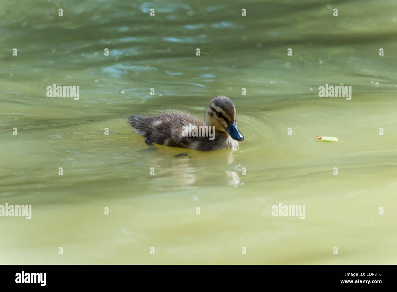 Duckings on Cadnam Pond in the New Forest Stock Photo - Alamy