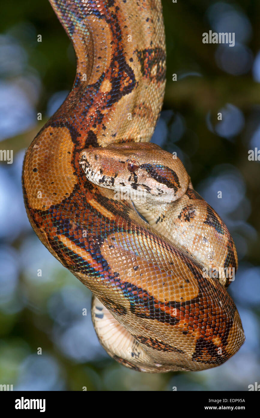 Tropical rainforest snakes hi-res stock photography and images - Alamy