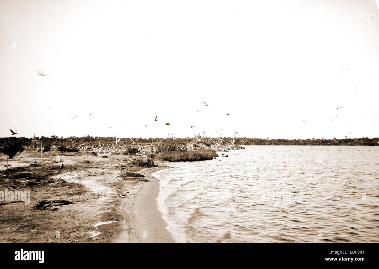 Pelican Island, Indian River, Jackson, William Henry, 1843-1942 ...