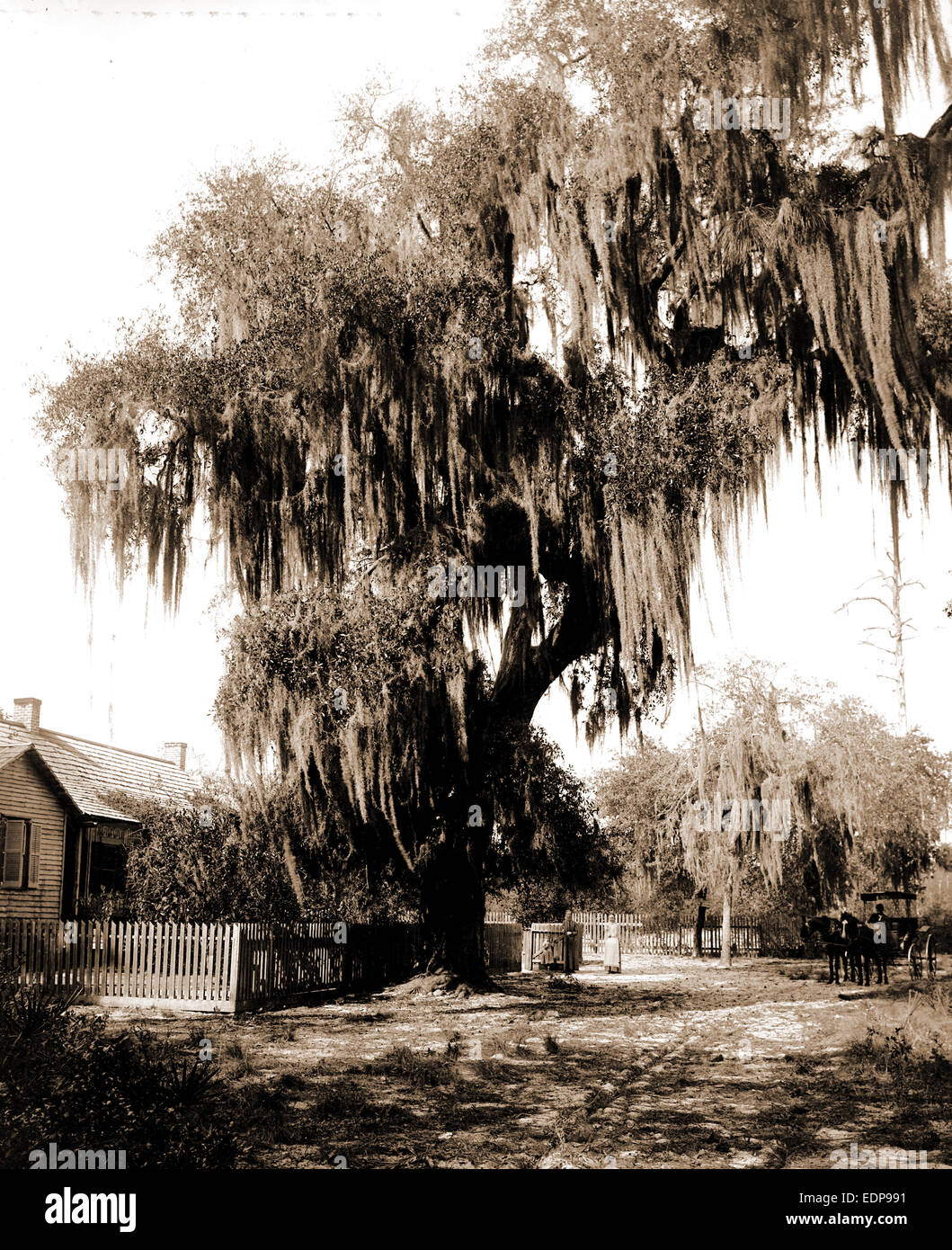 Live oak near Seville, Fla, Jackson, William Henry, 1843-1942, Trees ...