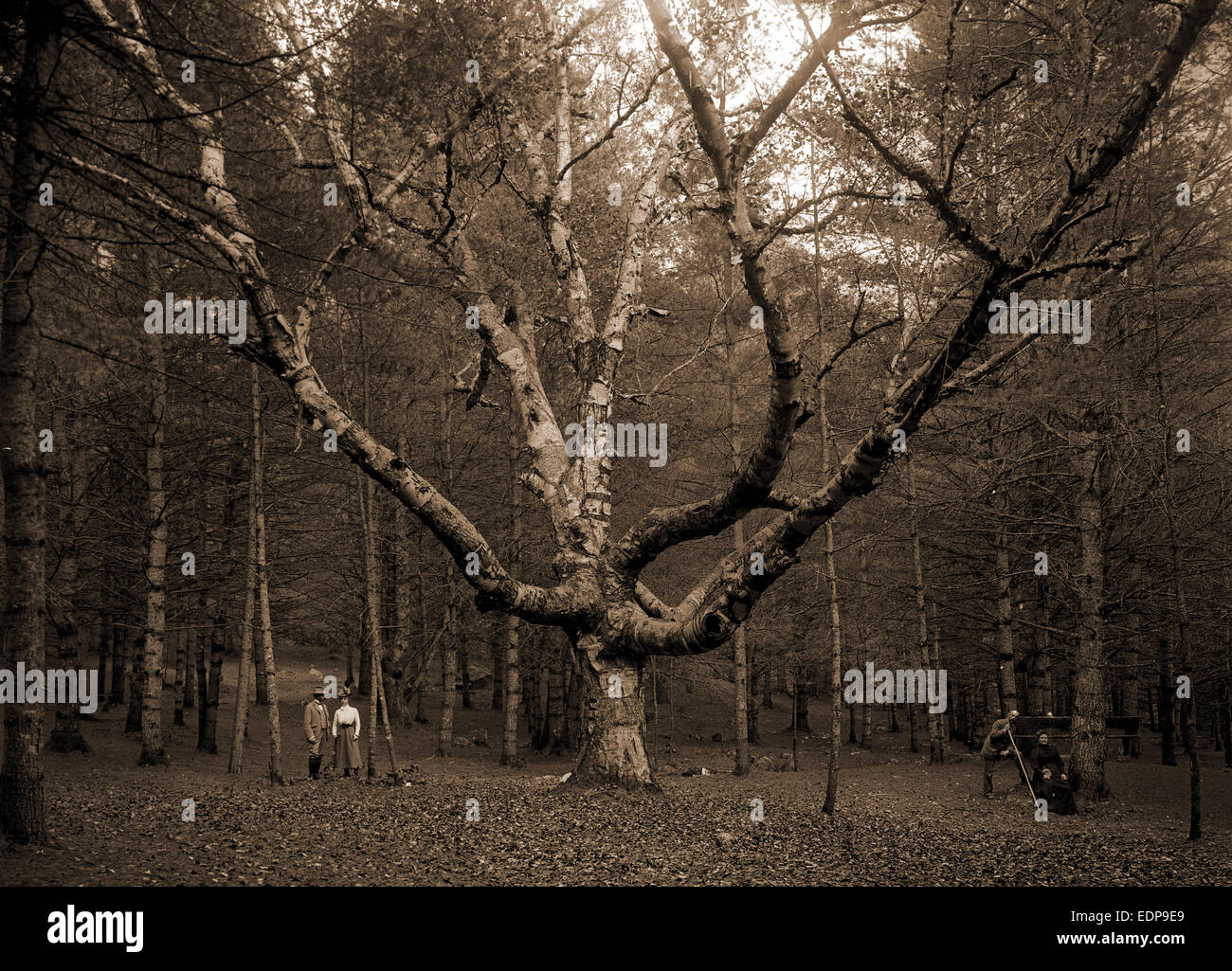 Wizard Tree, Cathedral Woods, North Conway, White Mountains, The, Trees ...