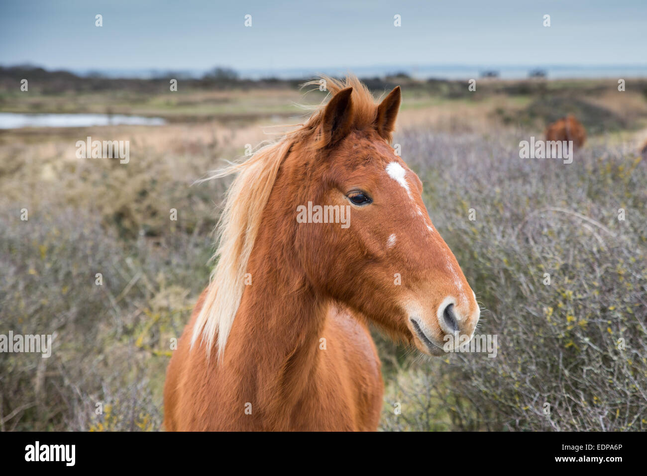 Ear pony hi-res stock photography and images - Alamy