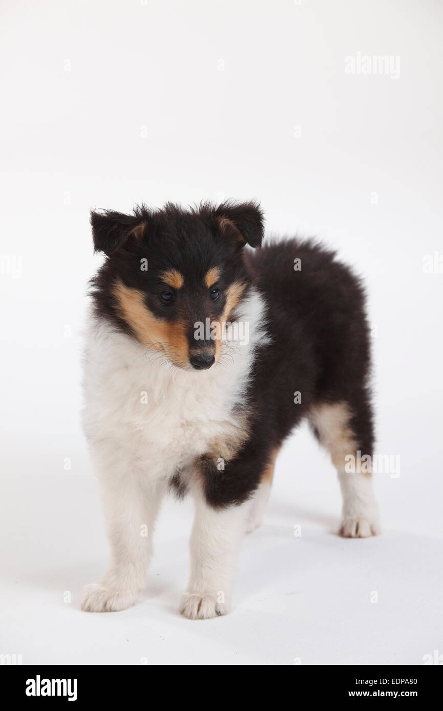 Rough Collie, puppy, 8 weeks, tricolour|Collie, Welpe, 8 Wochen ...