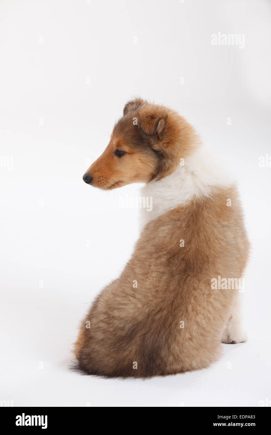 Rough Collie, puppy, 8 weeks, sable-white|Collie, Welpe, 8 Wochen ...