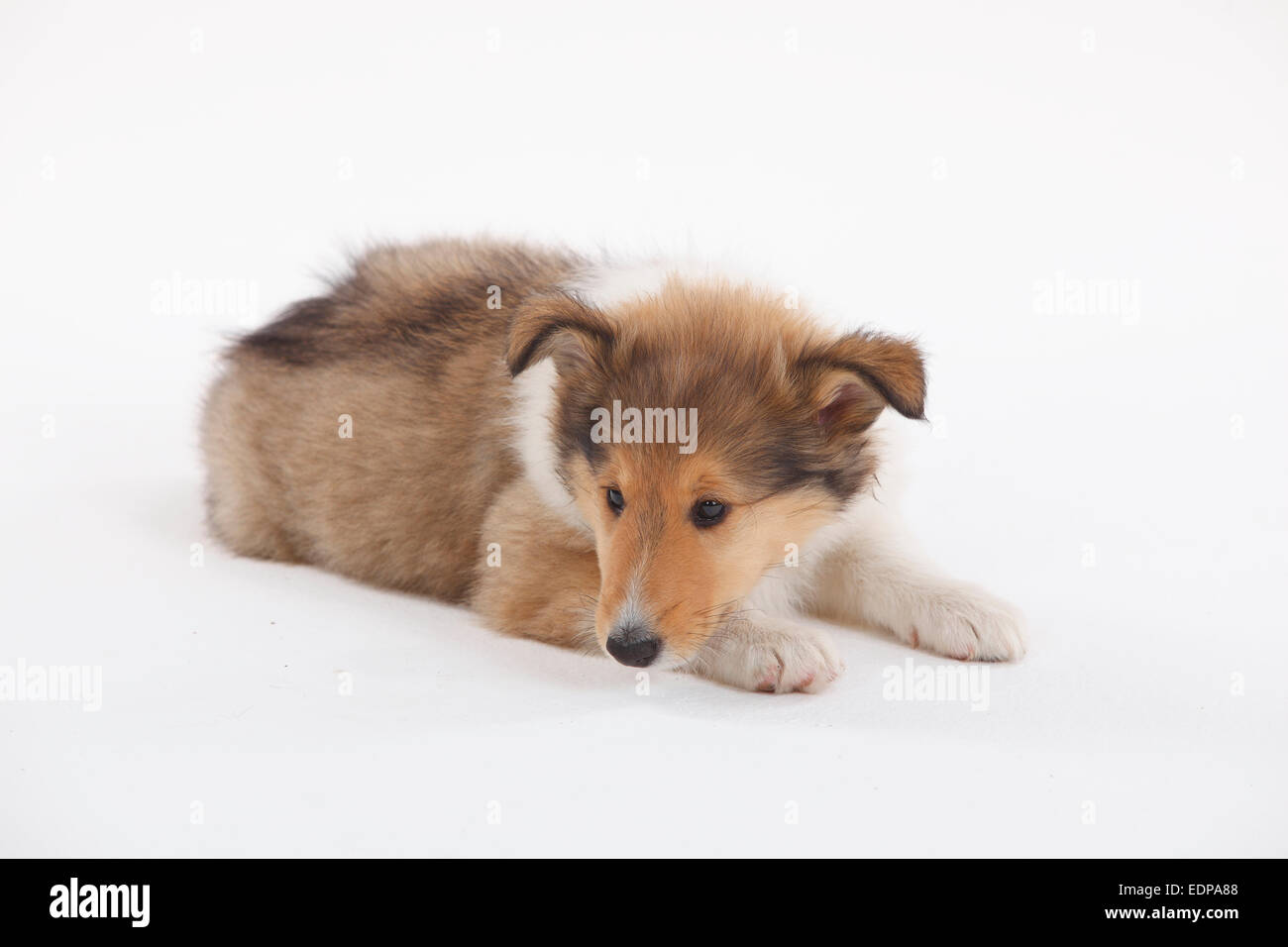 Rough Collie, puppy, 8 weeks, sable-white|Collie, Welpe, 8 Wochen ...