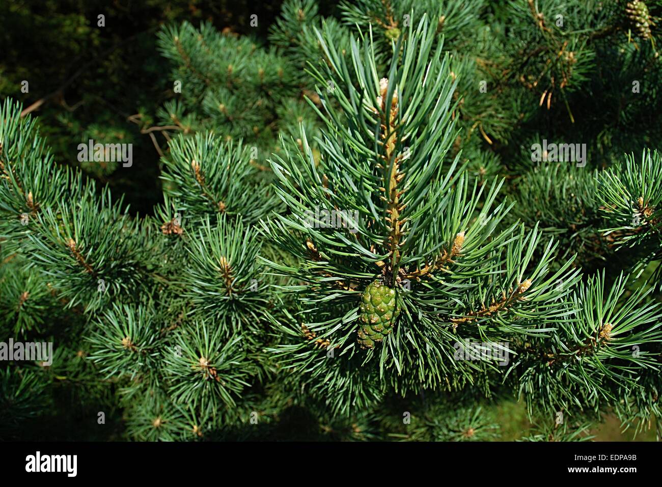 Pinophyta High Resolution Stock Photography and Images - Alamy